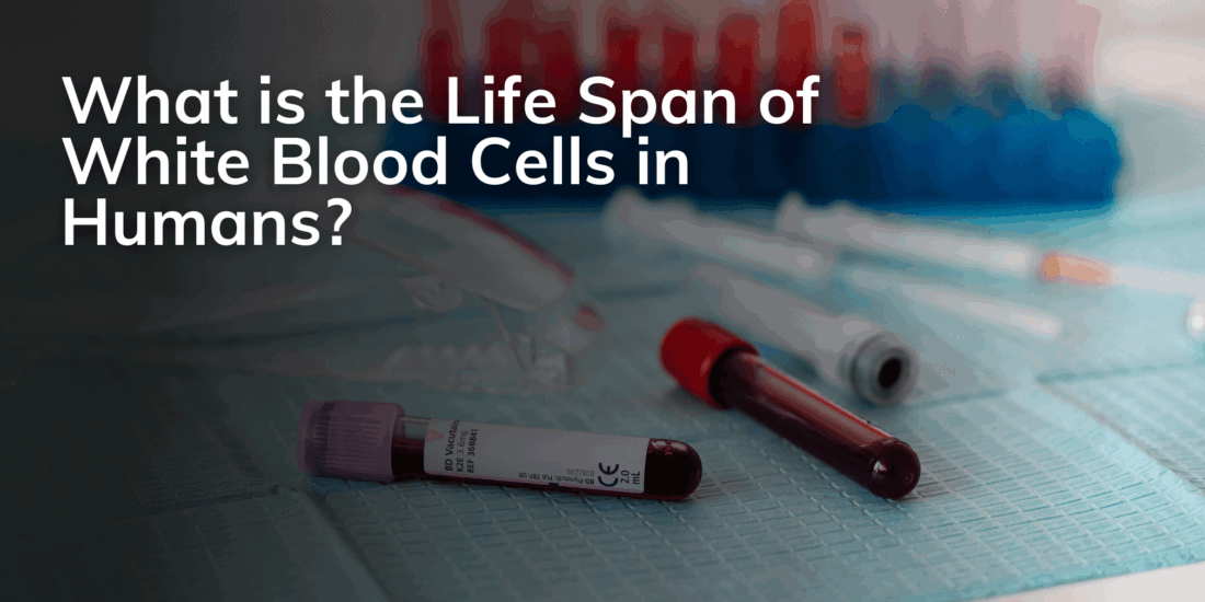 What Is the Life Span of White Blood Cells in Humans? - Husaini Blood Bank