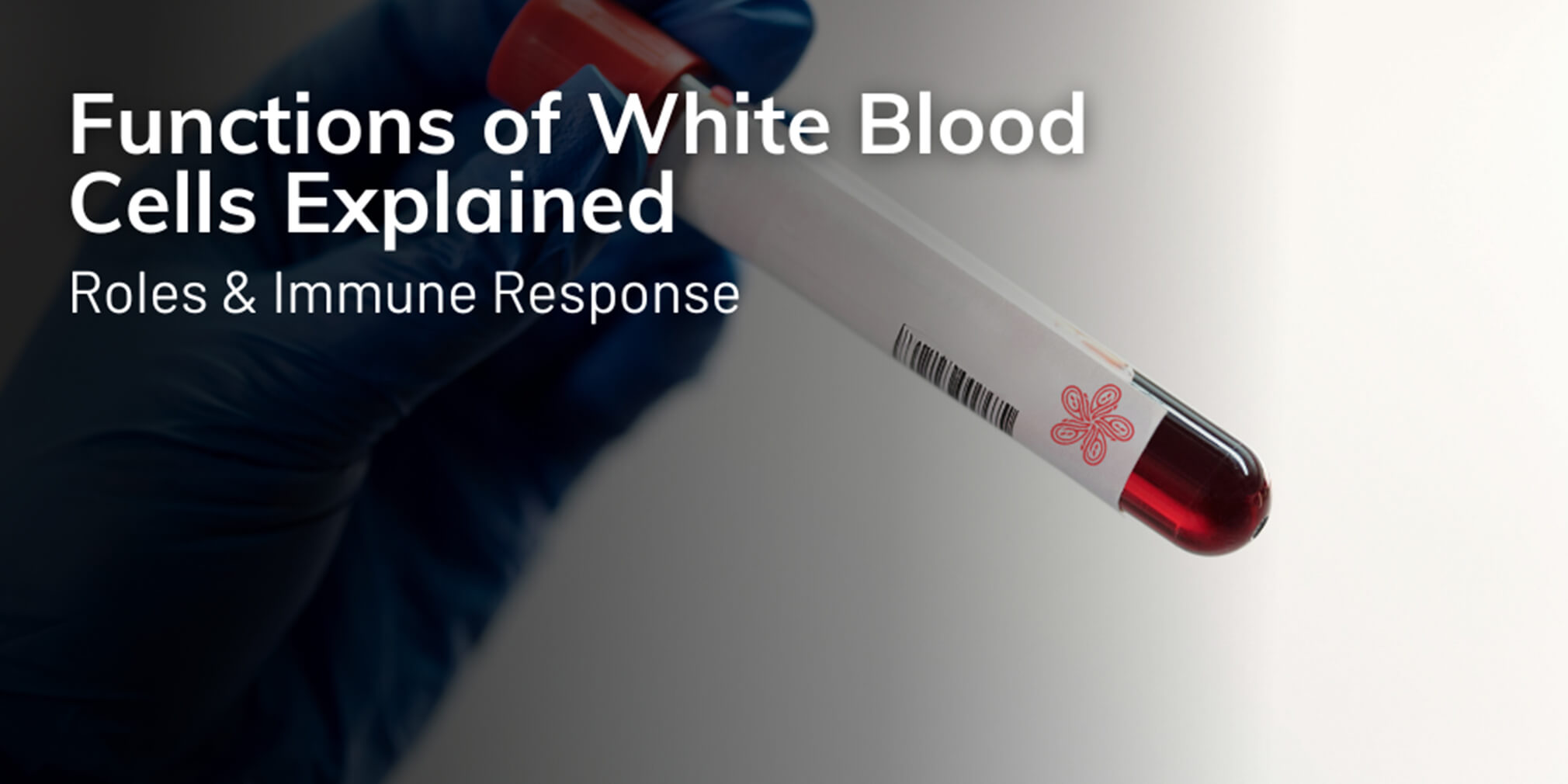 Functions of White Blood Cells Explained: Roles & Immune Response ...