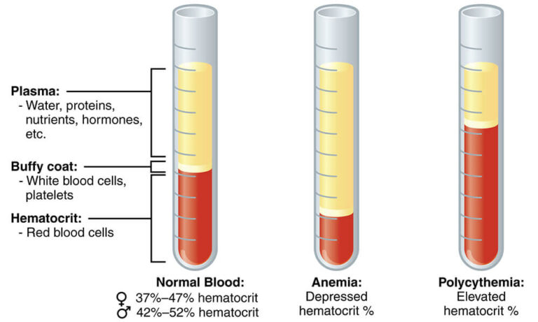 The Functions and Percentage of Plasma in Blood. - Husaini Blood Bank